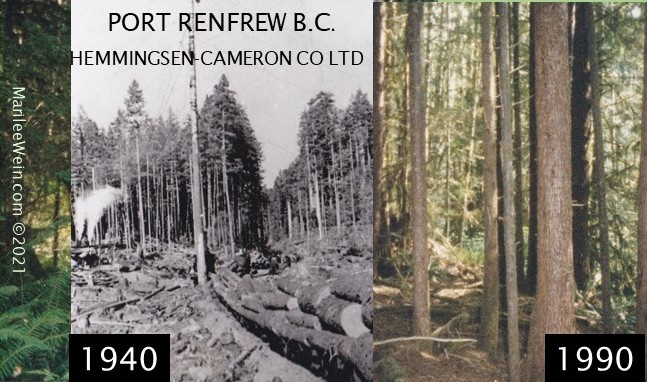 NEWFOUNDLAND: LOGGING PRE and POST CONFEDERATION – MarileeWein.com